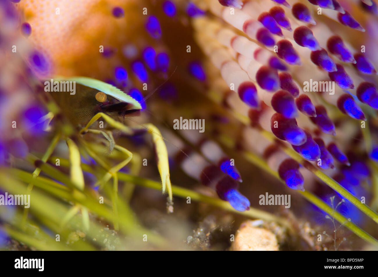 Shrimp underwater hi-res stock photography and images - Alamy