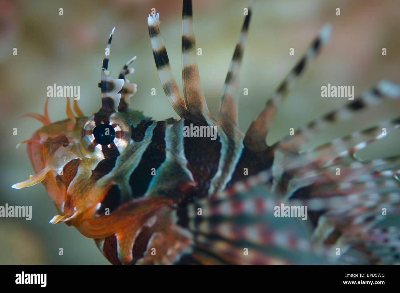 Rough scaled lionfish hi-res stock photography and images - Alamy