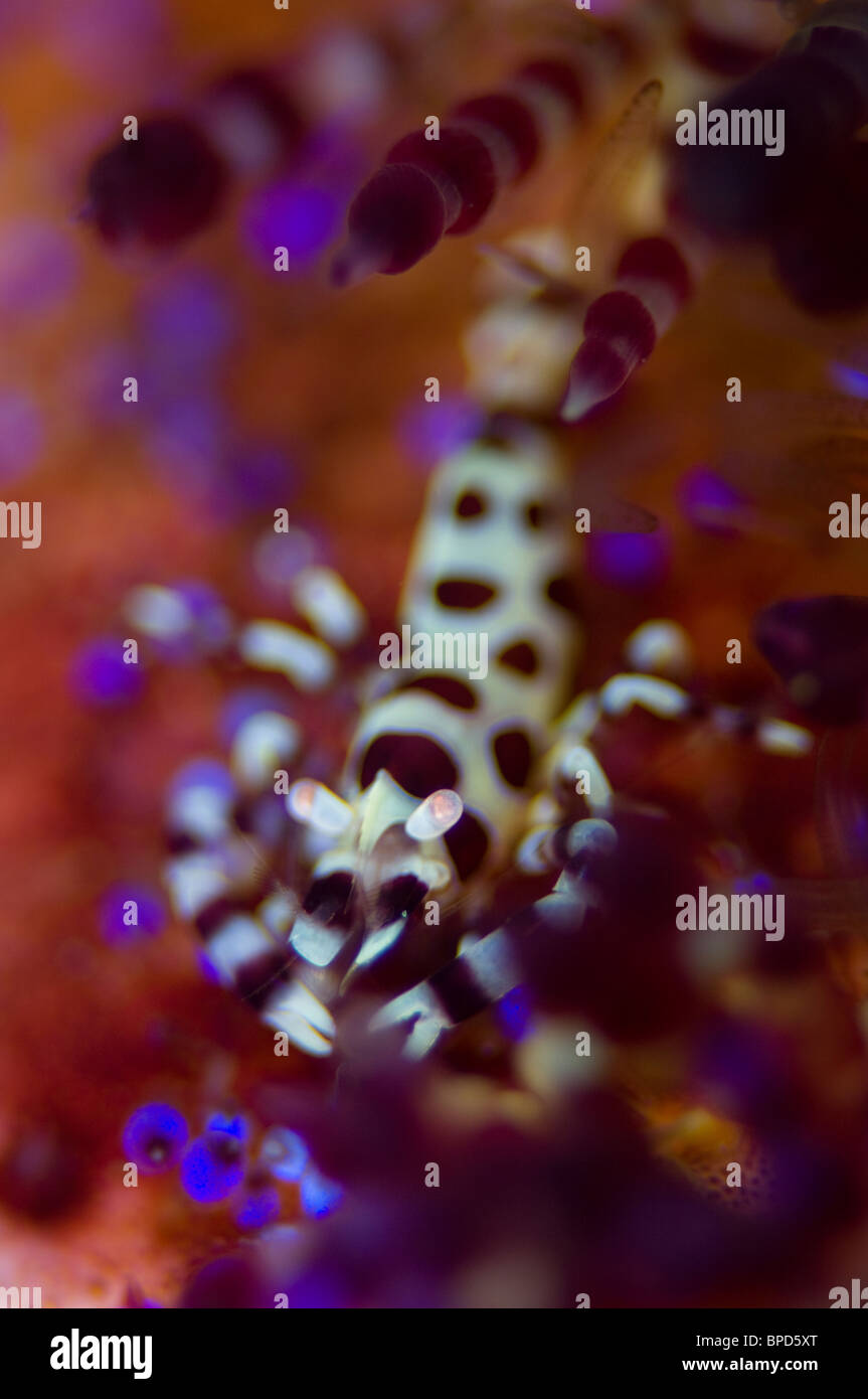 Commensal Shrimp, Periclimenes colemani, on Fire urchin, Anilao, Solo ...