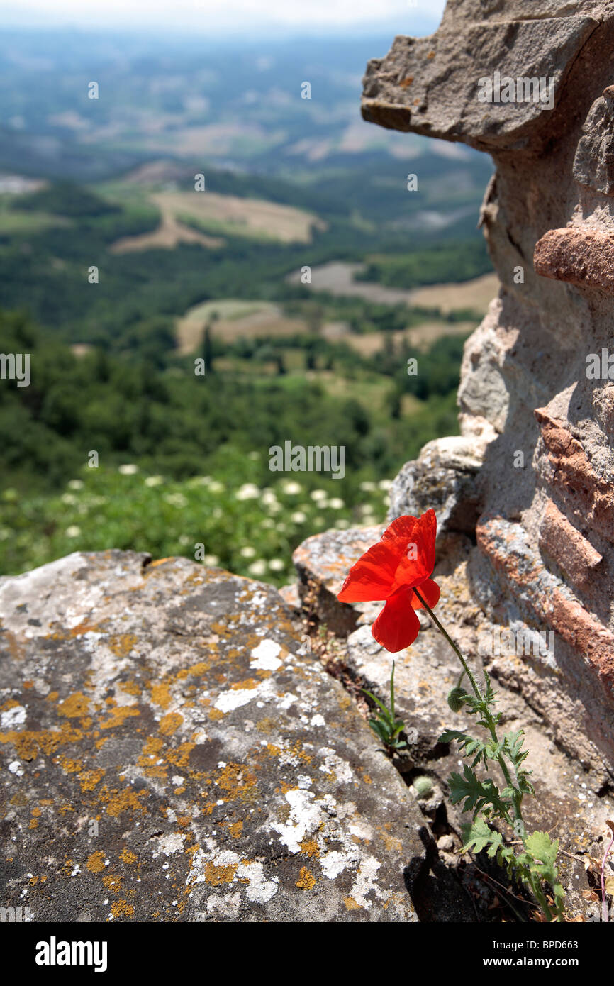 Lonely Poppy grown among the rock Stock Photo - Alamy