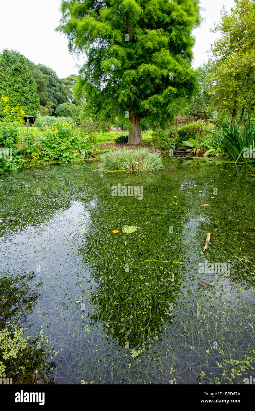 Ponds lake hi-res stock photography and images - Alamy