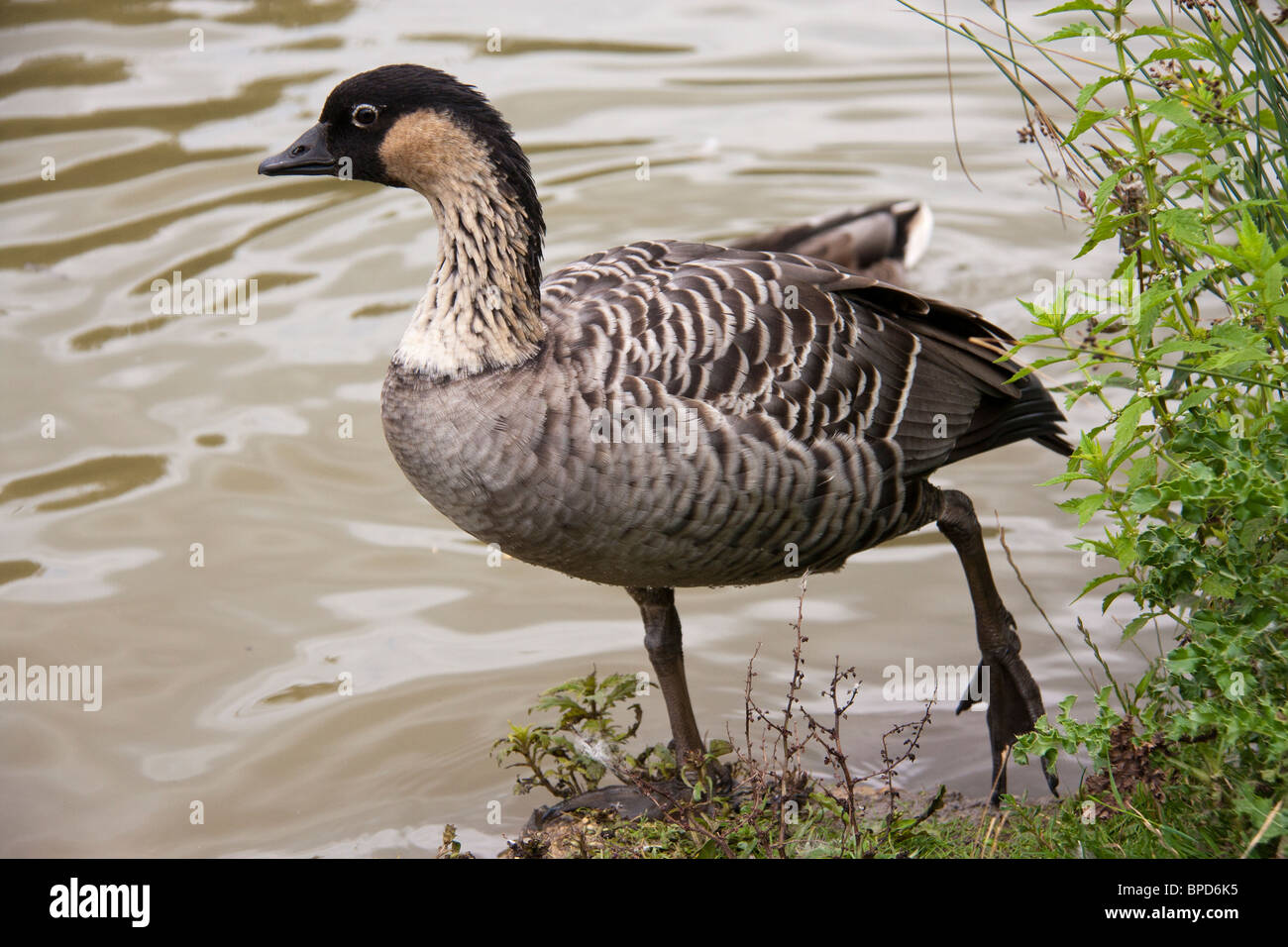 A Goose at Slimbridge Wetlands Stock Photo - Alamy