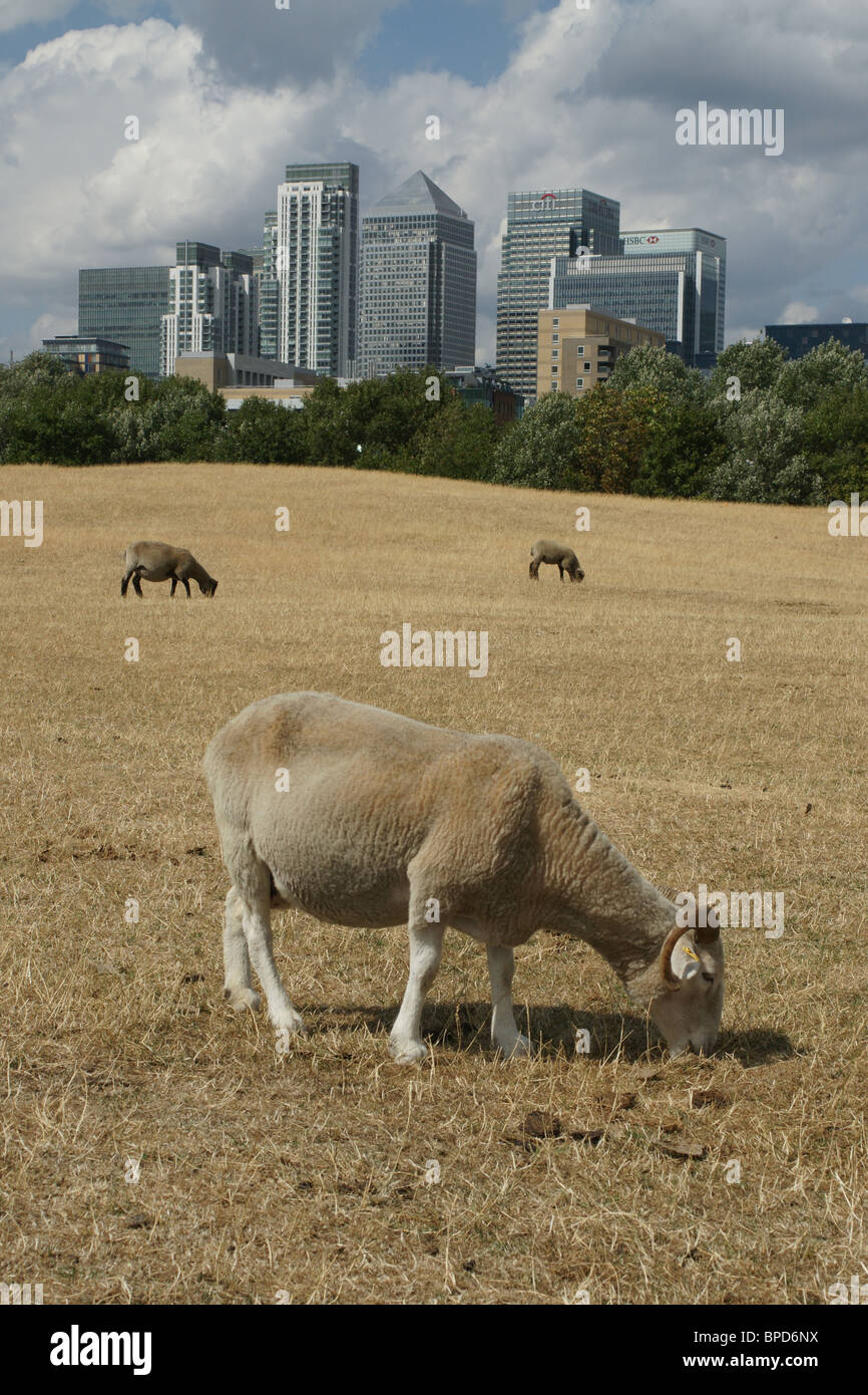 Mudchute Farm and Canary Wharf Stock Photo - Alamy