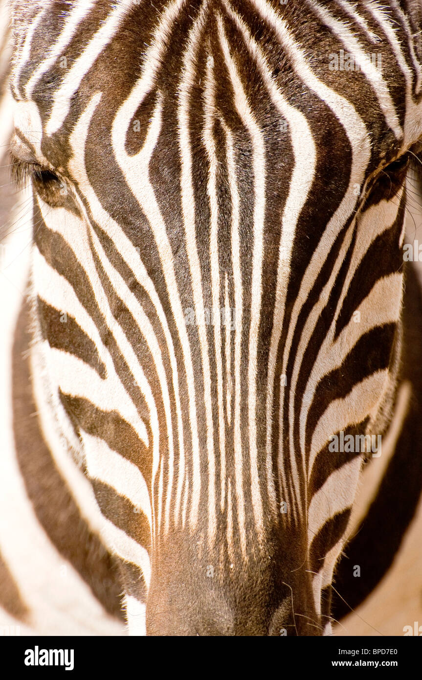 The stripes of zebra is very interesting Stock Photo - Alamy