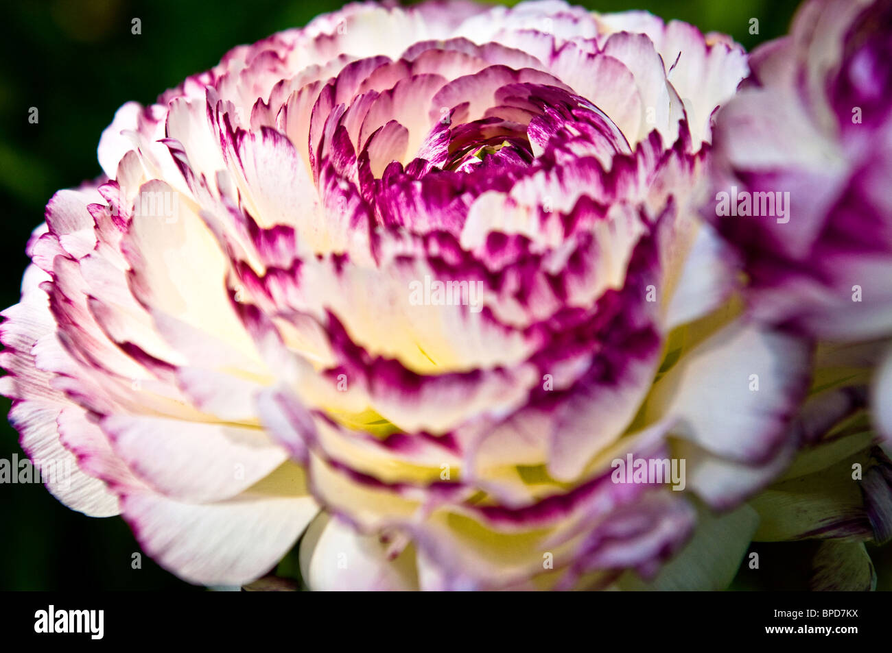 The flower is very beautiful Stock Photo - Alamy