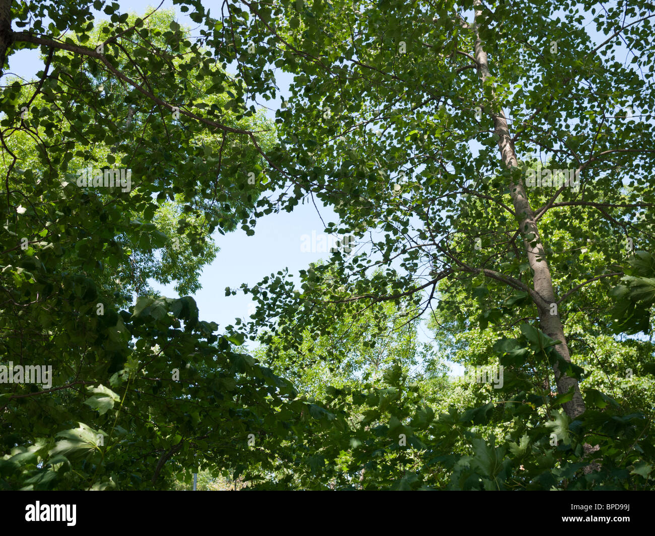 Birch tops hi-res stock photography and images - Alamy