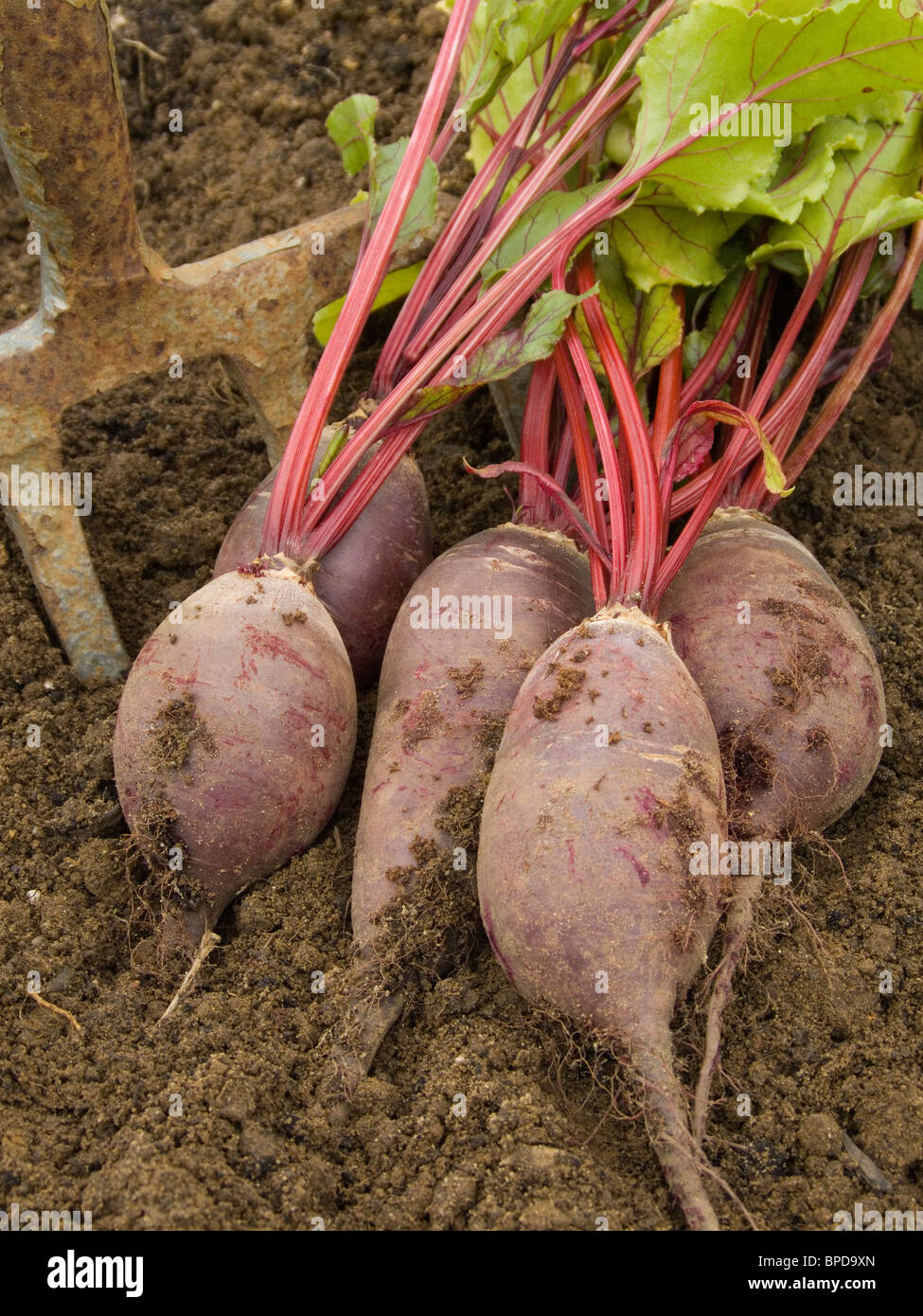 Home grown beetroot showing the beet and leaves resting against a ...