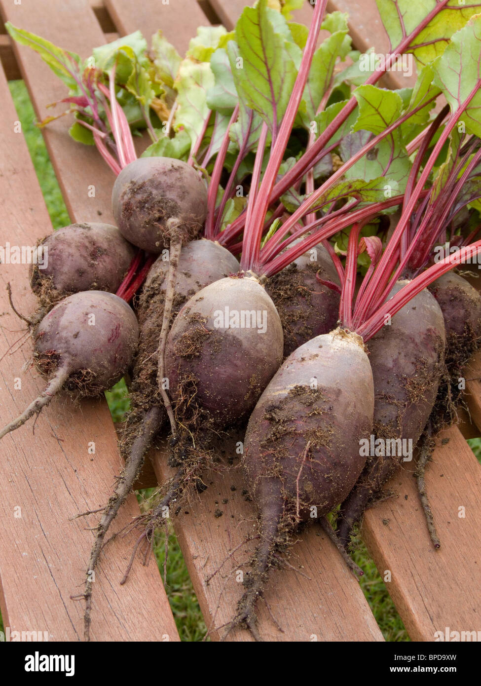 Home grown beetroot showing the beet and leaves on a slatted wooden ...