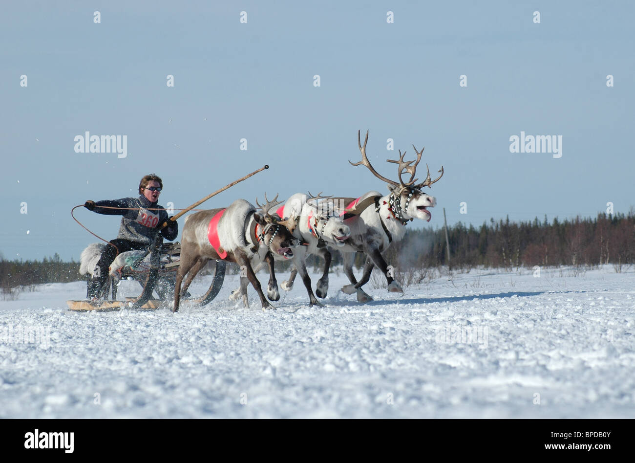 Reindeer Sleigh Rides High Resolution Stock Photography and Images - Alamy