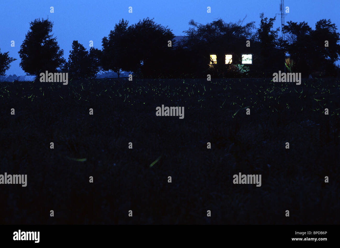 Real Fireflies In A Field