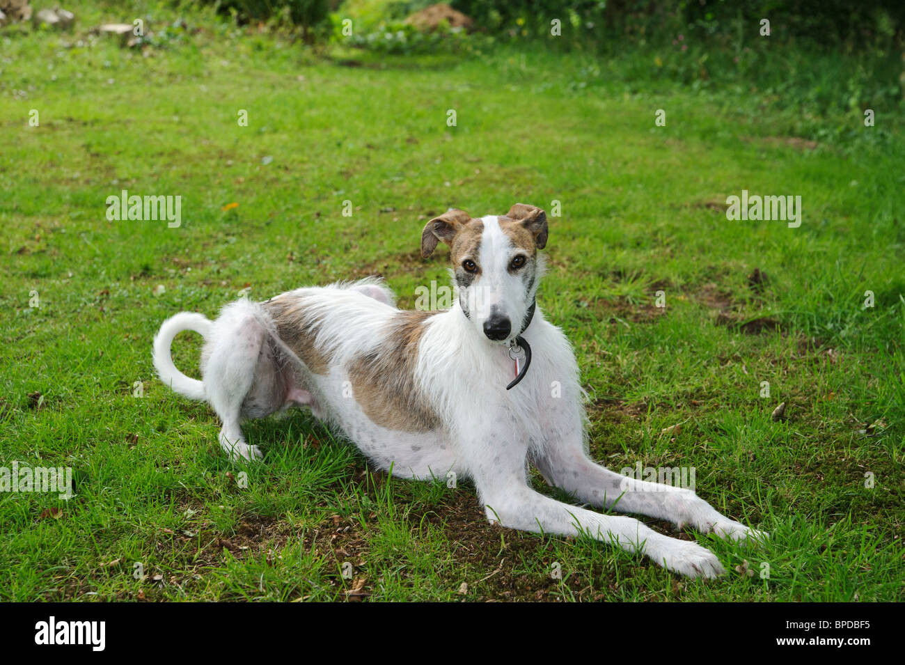 Lurcher lying down hi-res stock photography and images - Alamy