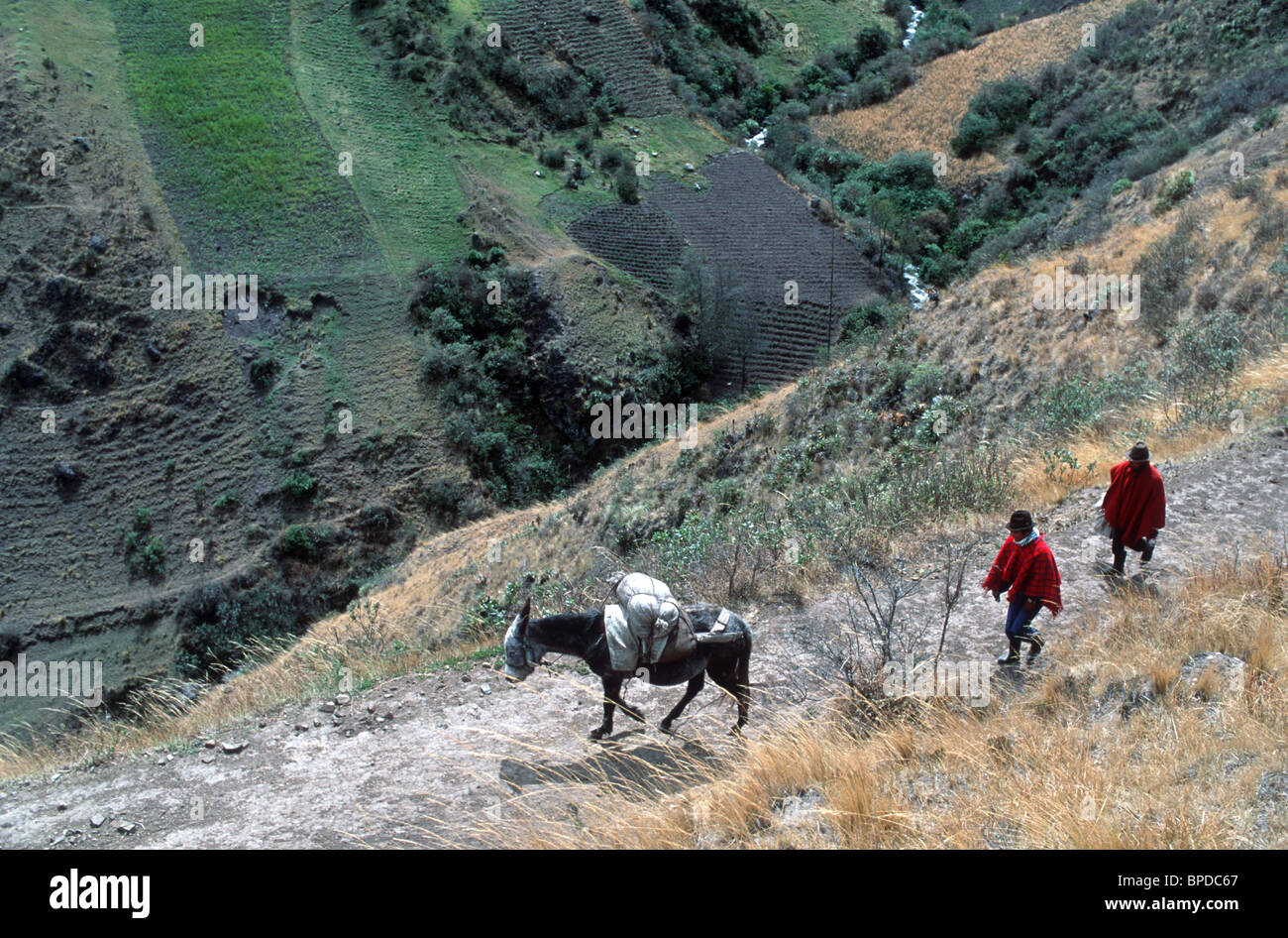 ECUADOR NATIVE QUECHUA MEN WALKING WITH DONKEY IN THE ANDES MOUNTAINS ...