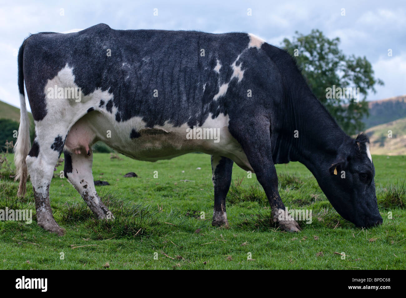 Whole cow hi-res stock photography and images - Alamy