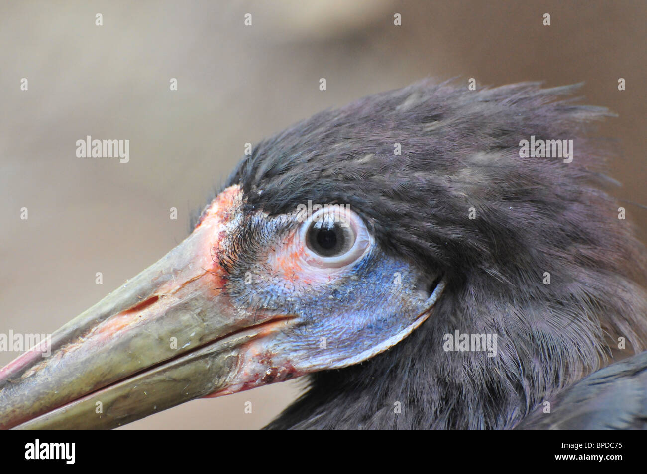 Abdims Storks Stock Photos & Abdims Storks Stock Images - Alamy