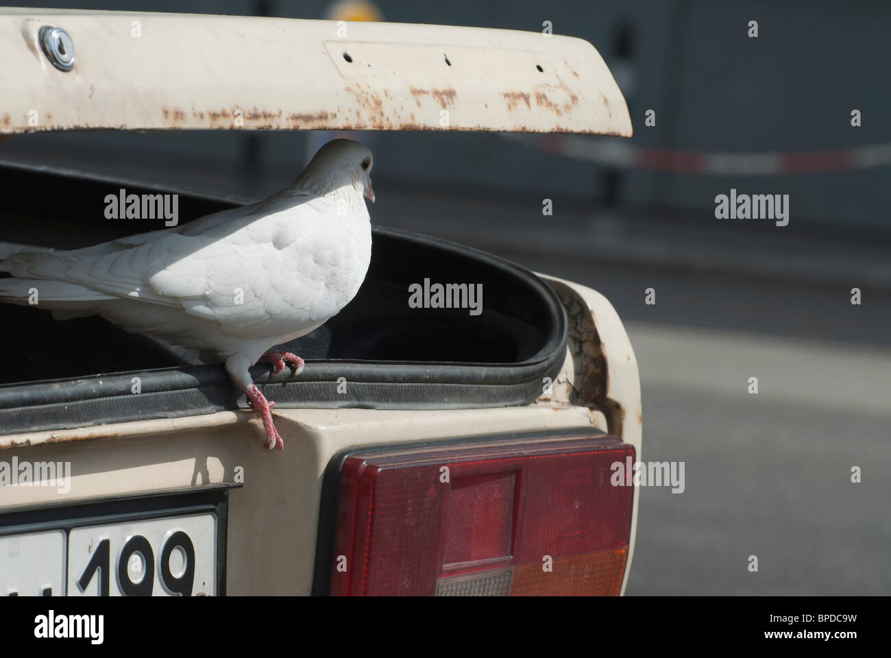Pigeon home hi-res stock photography and images - Alamy