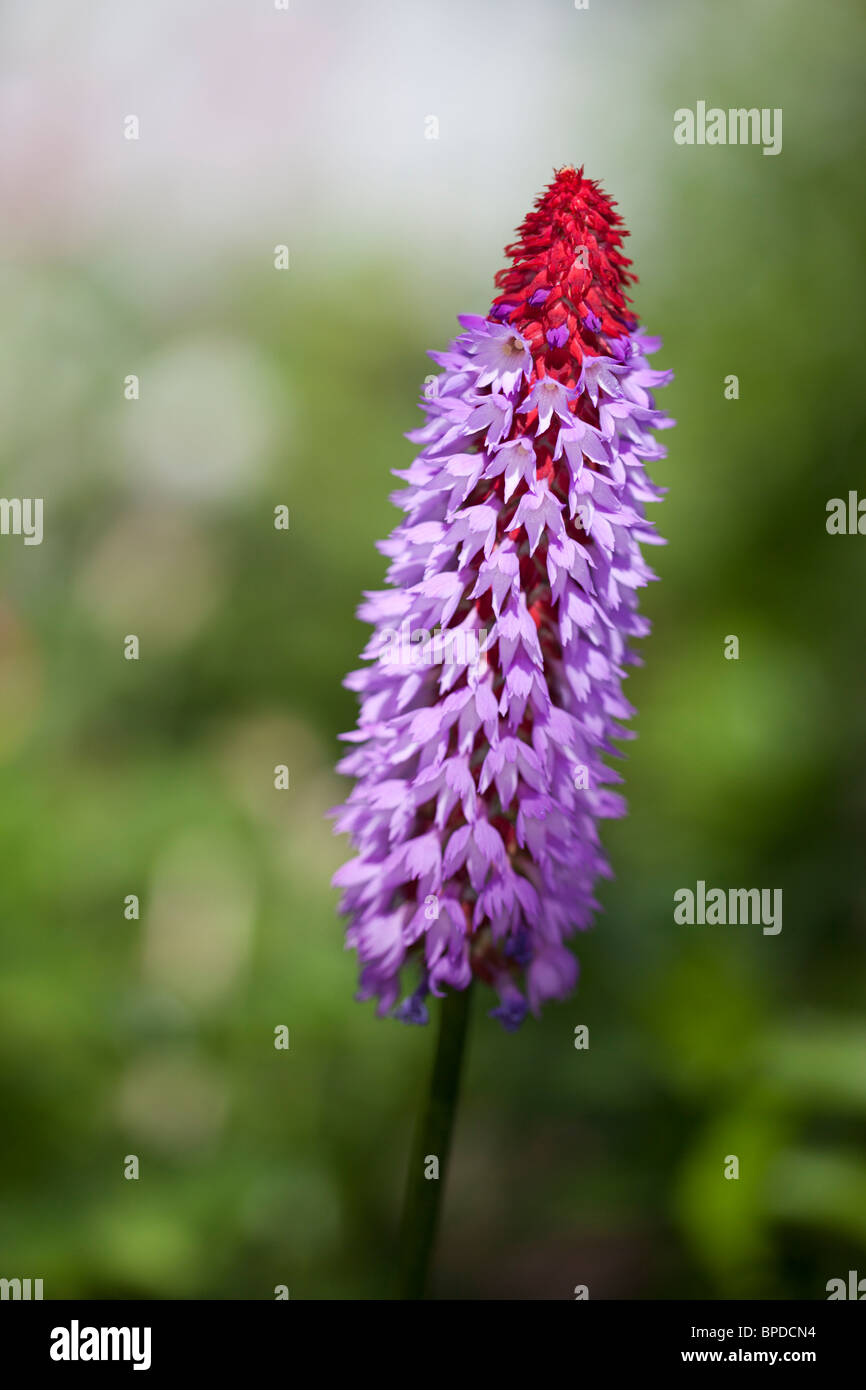 Vial’s Primrose, Hyacintviva, (Primula vialii Stock Photo - Alamy
