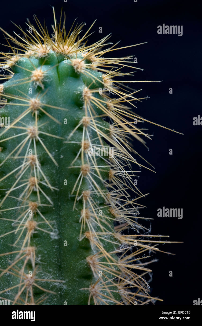 Prickly cactus close-up Stock Photo - Alamy
