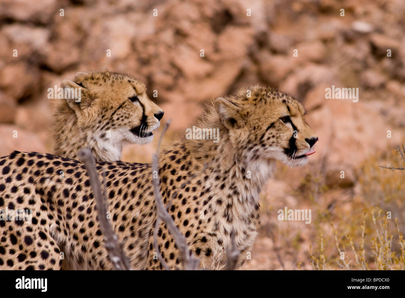two cheetahs on the hunt Stock Photo - Alamy