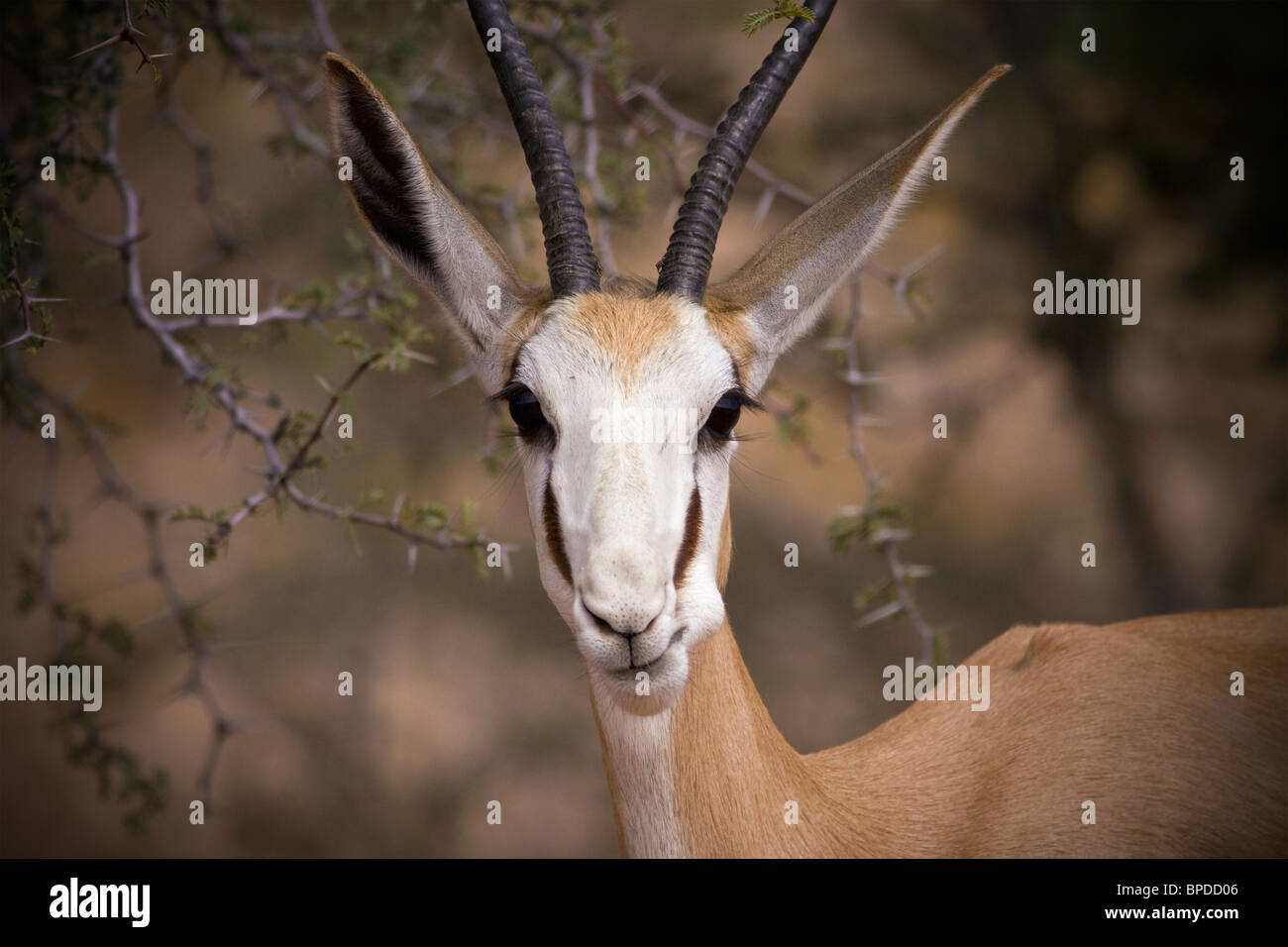 Springbok pulling a funny face at the camera Stock Photo - Alamy