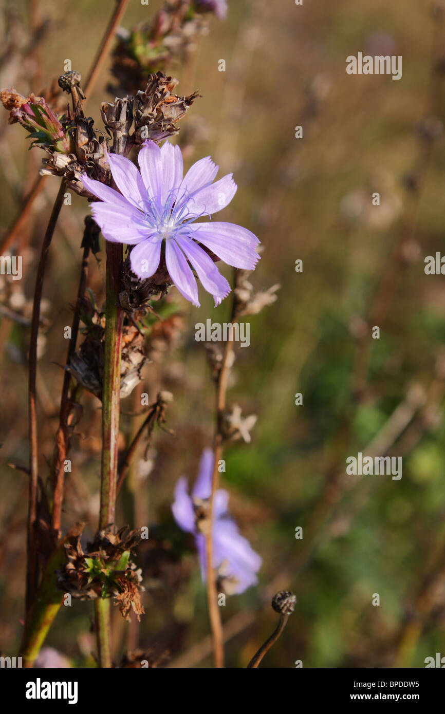 Common chicory in an autumn Stock Photo - Alamy
