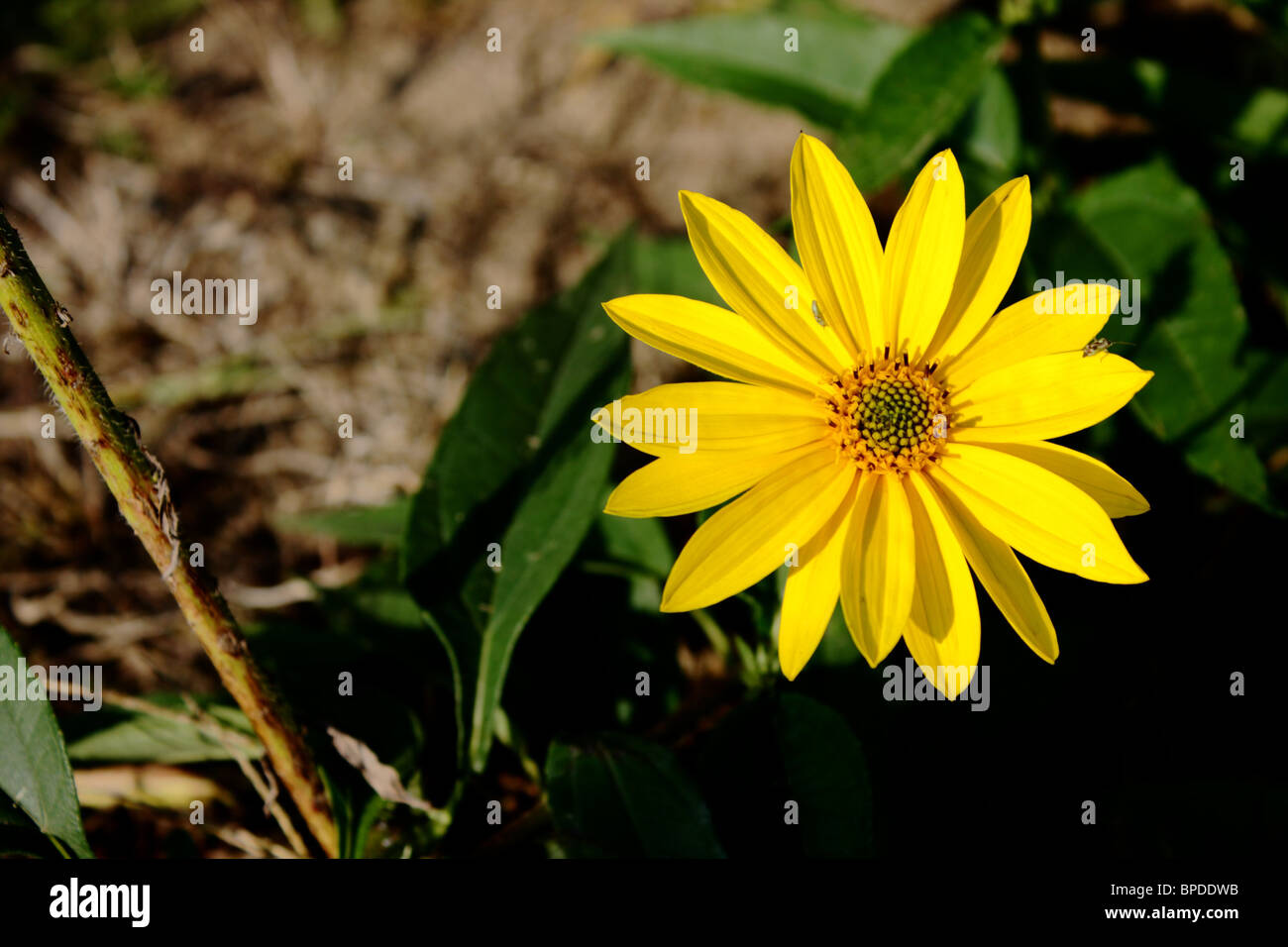 Jerusalem artichoke, also known as sun-root or sunchoke or earth apple ...