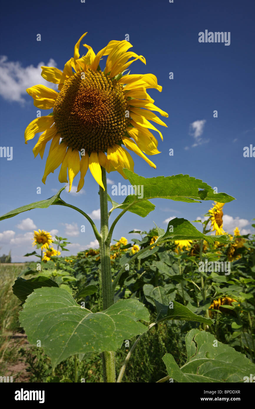 Sunflower in summer Stock Photo - Alamy