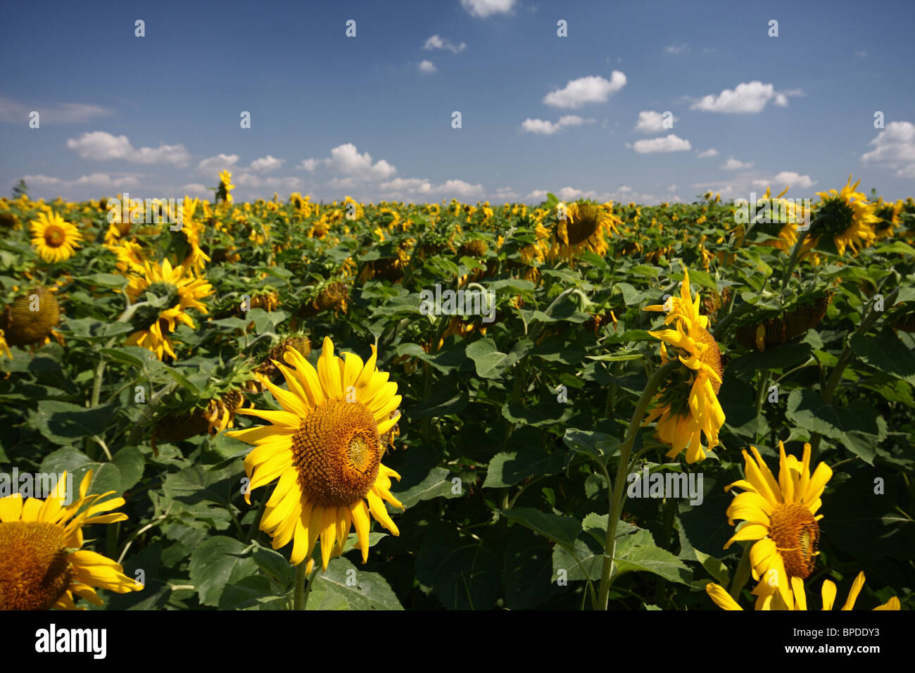 Sunflower field in summer Stock Photo - Alamy