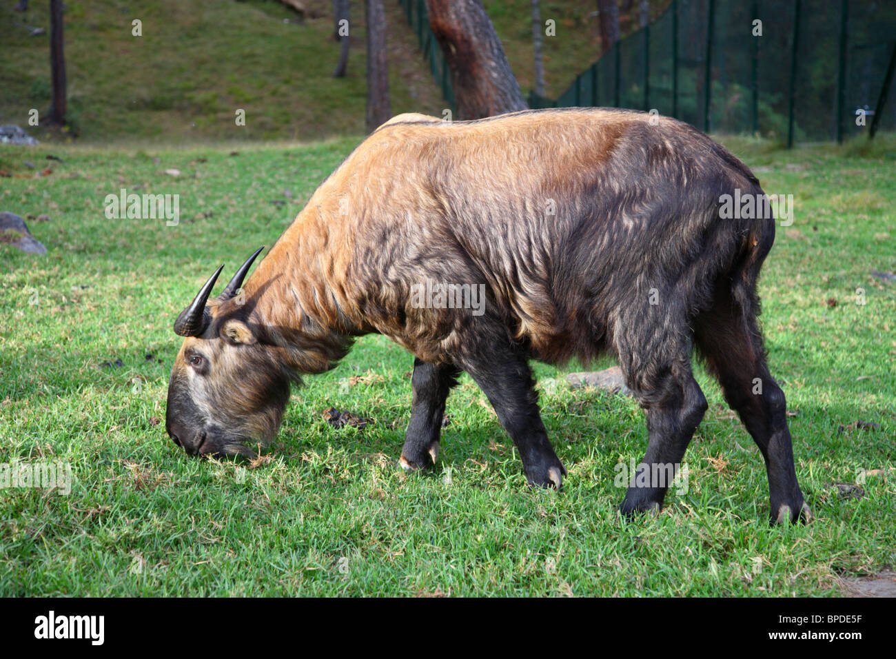 Mountain goat in bhutan hi-res stock photography and images - Alamy