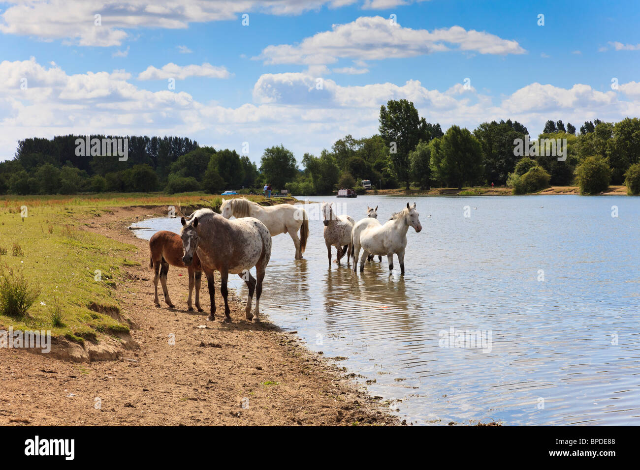 Horses Paddle in the River Thames(Isis) between Wolvercote and Oxford ...