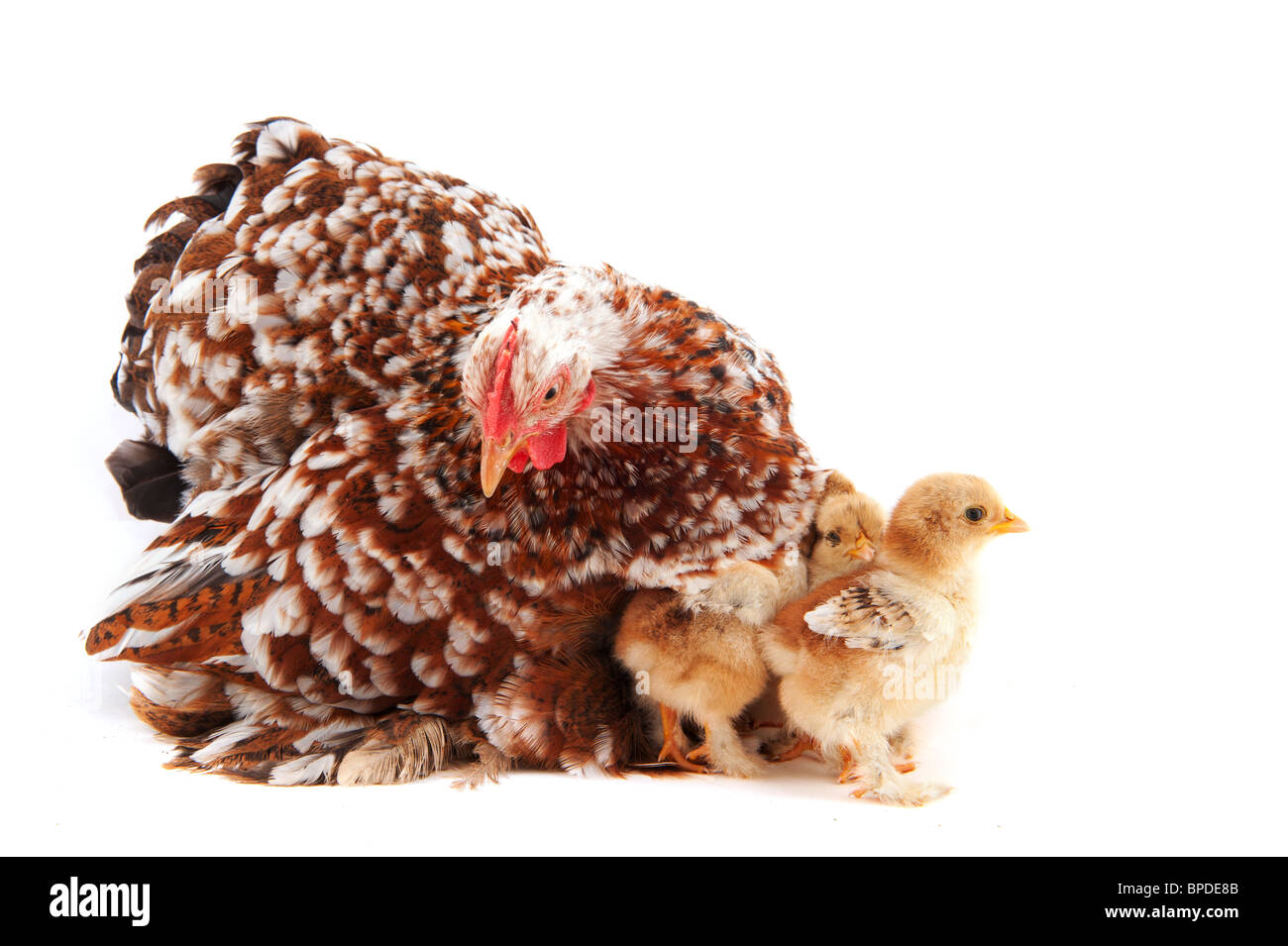 female Cochin chicken with chicks isolated over white Stock Photo - Alamy