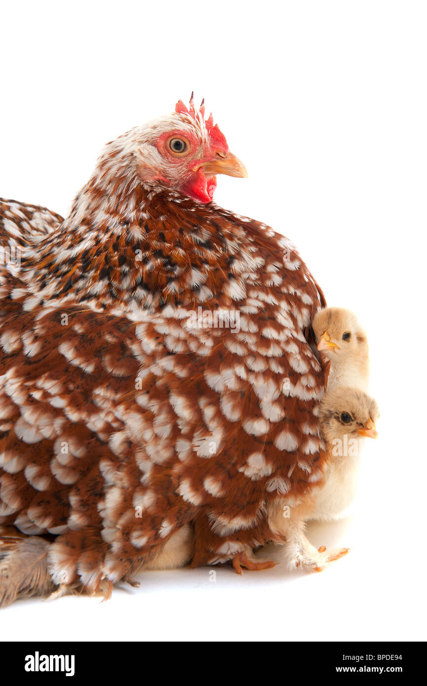 female Cochin chicken with chicks isolated over white Stock Photo - Alamy