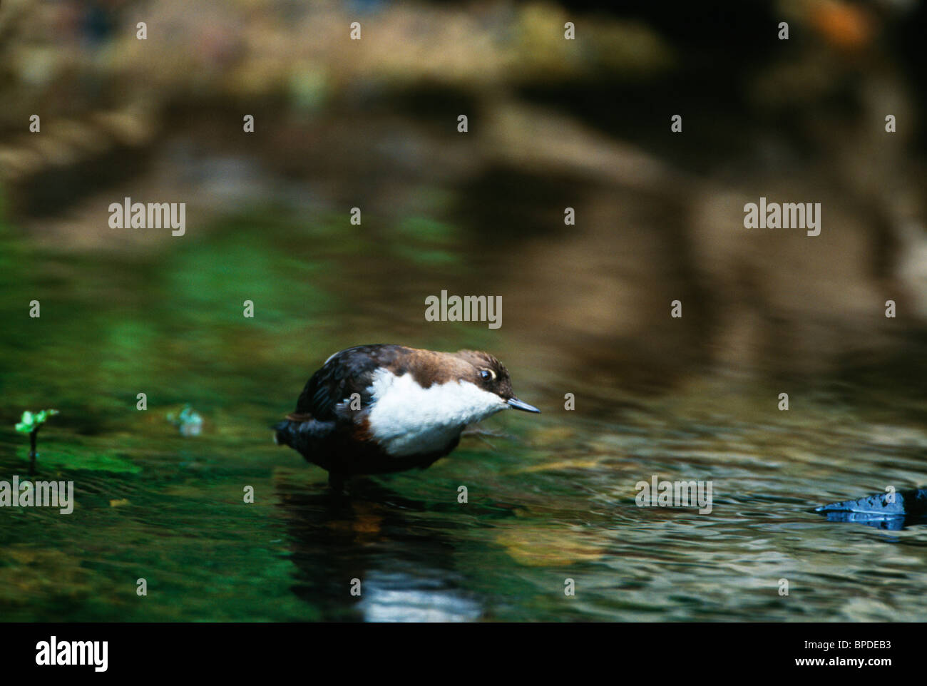 Dipper perched on river rocks Stock Photo - Alamy