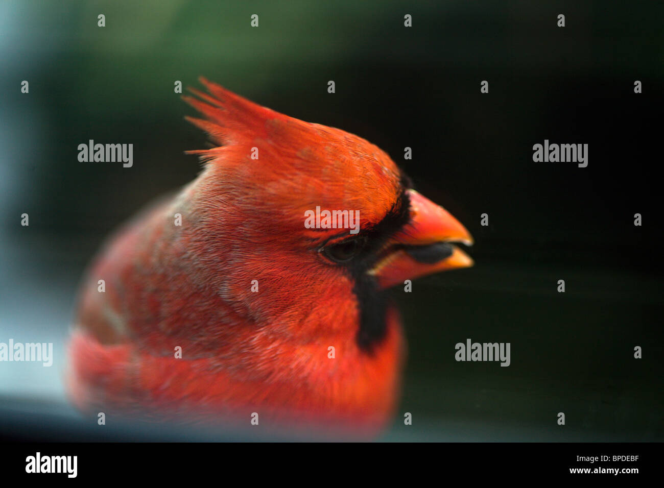A red cardinal Stock Photo - Alamy