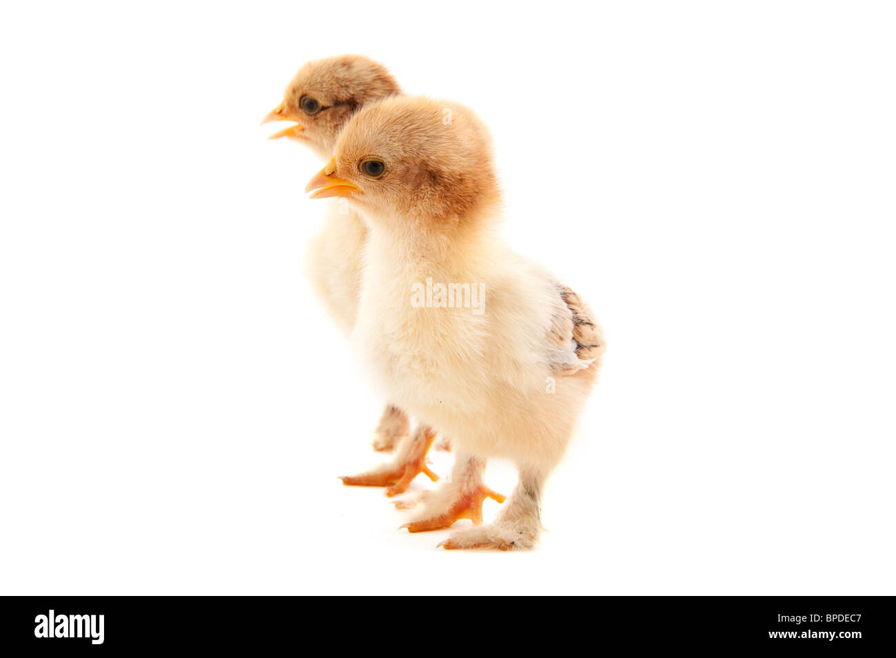 Chicks four little Cut Out Stock Images & Pictures - Alamy