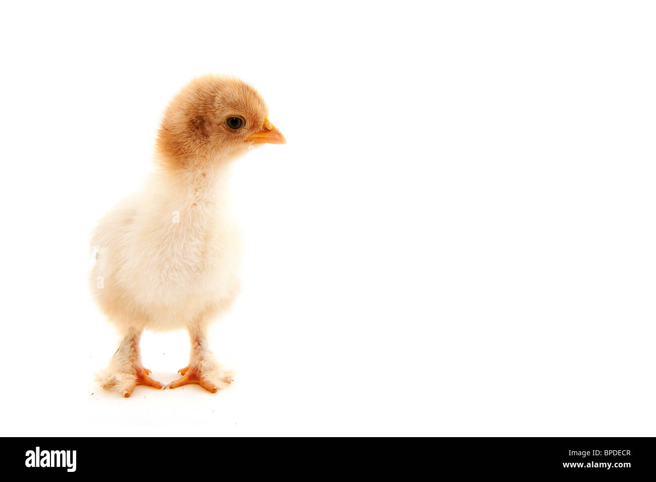one little chicken chick isolated over white Stock Photo - Alamy