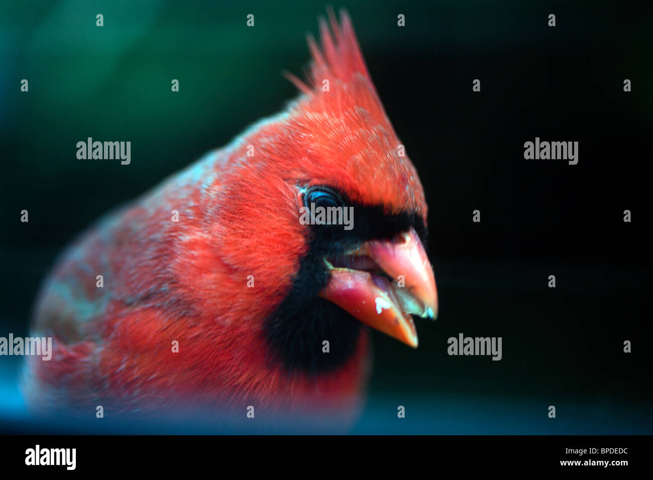 Cardinal Red Beak Bird High Resolution Stock Photography and Images - Alamy