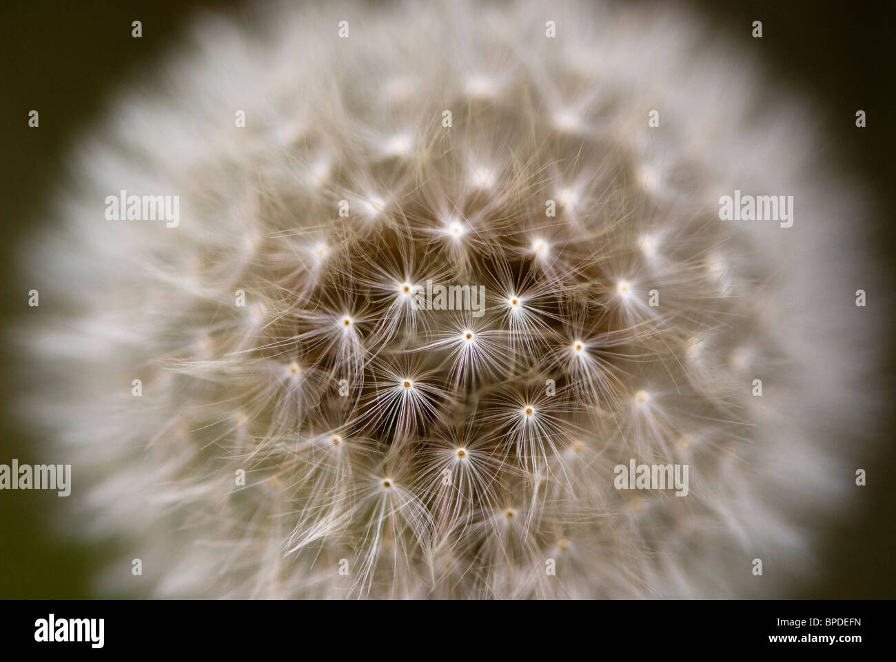 Dandelion Seed Head Stock Photo - Alamy