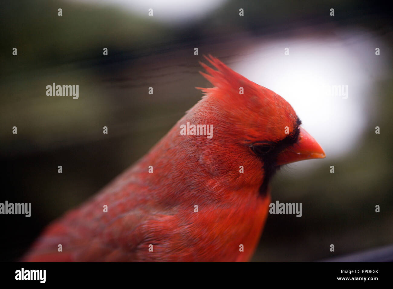 Northern red cardinal hi-res stock photography and images - Alamy