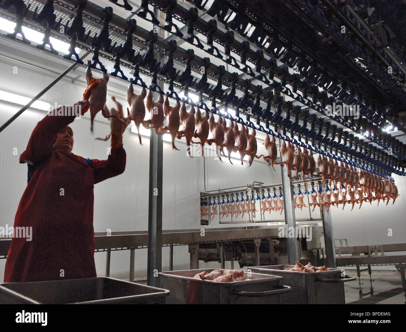 Abattoir High Resolution Stock Photography and Images - Alamy