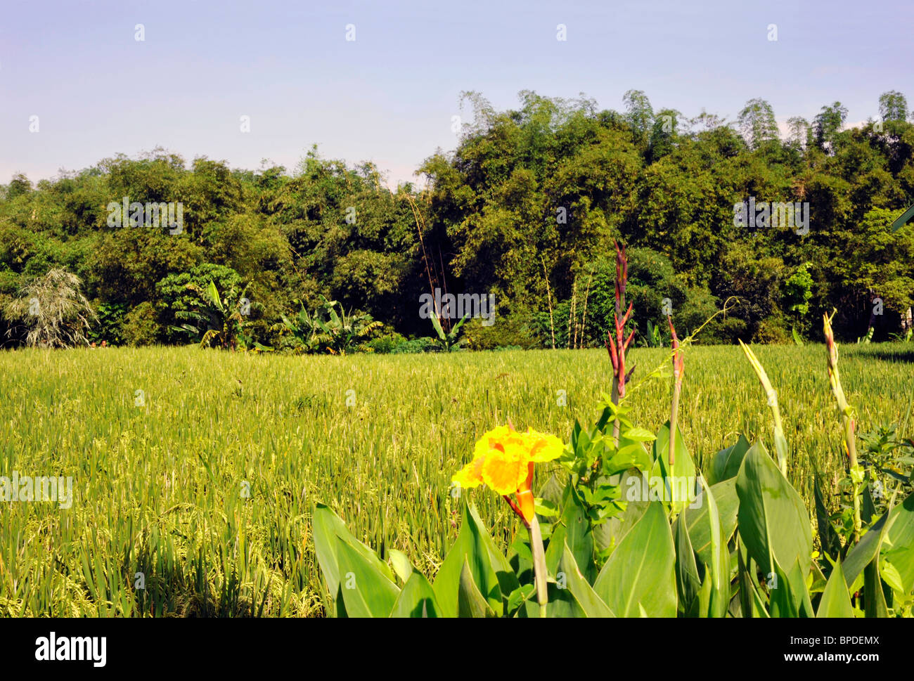 Paddy rice field in java hi-res stock photography and images - Alamy
