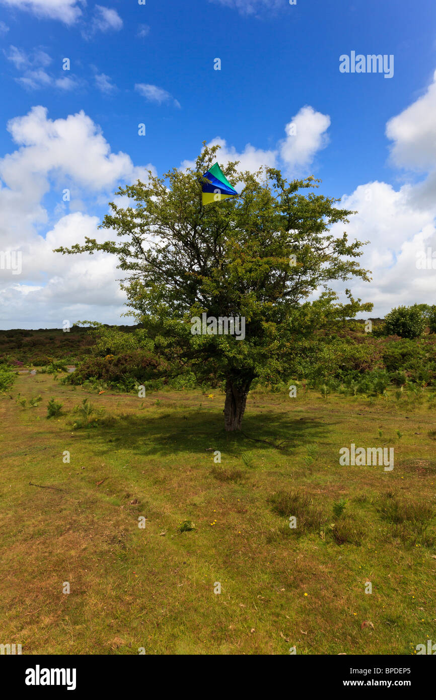 Kite eating tree hi-res stock photography and images - Alamy