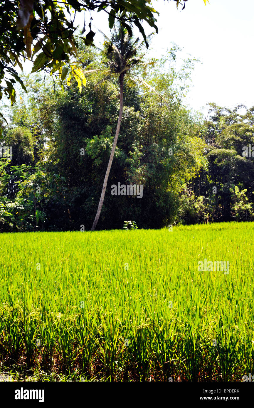 lush green rice crop back lit by the early morning sun malang java ...