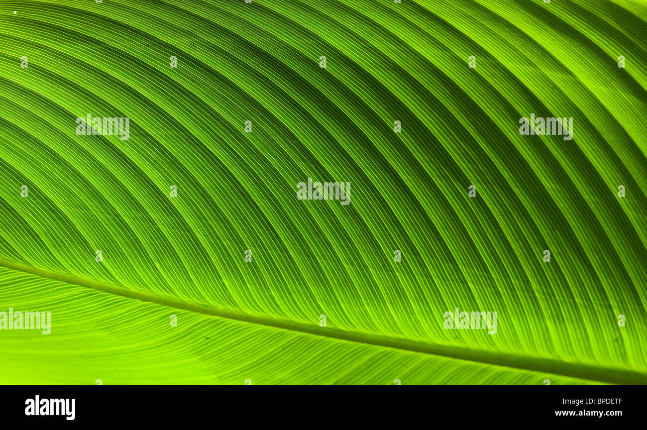 Leaf veination of a backlit banana leaf blade Stock Photo - Alamy
