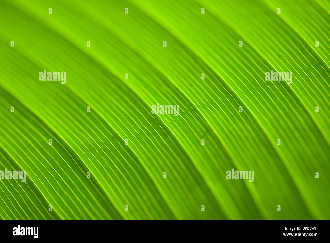 Leaf veination of a backlit banana leaf blade Stock Photo - Alamy