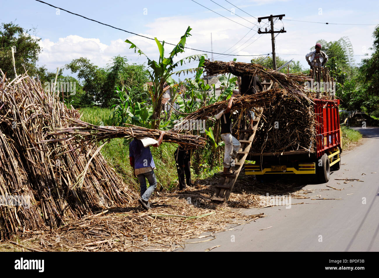 Transport sugar cane from hi-res stock photography and images - Alamy
