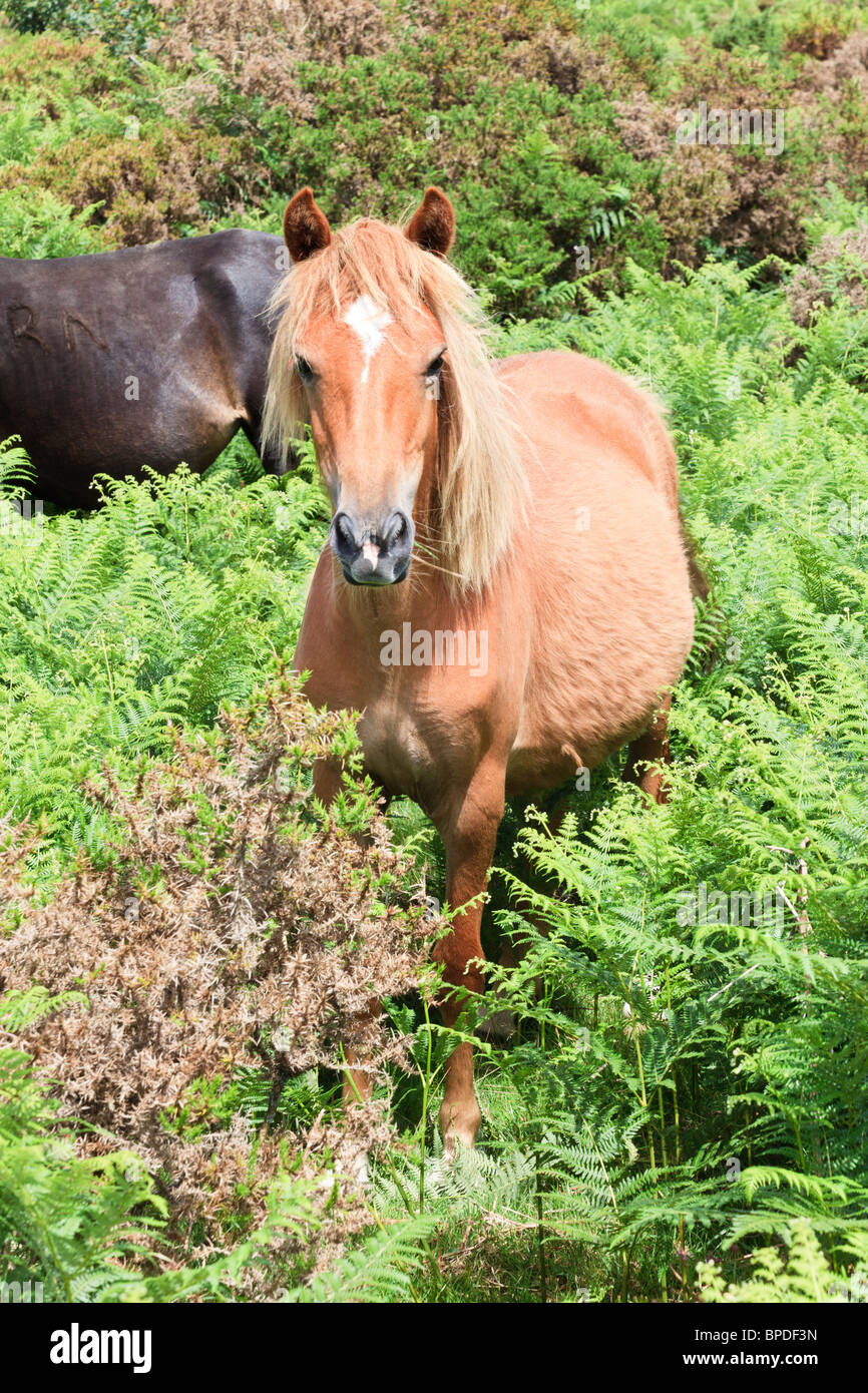 Milton combe hi-res stock photography and images - Alamy