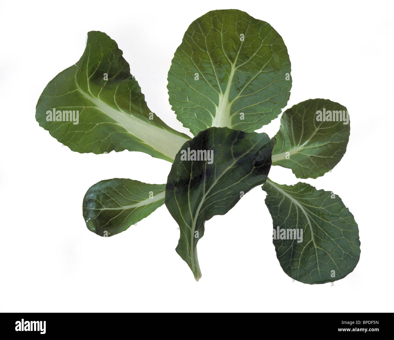 Lettuce, Pak Choy leaves Stock Photo - Alamy