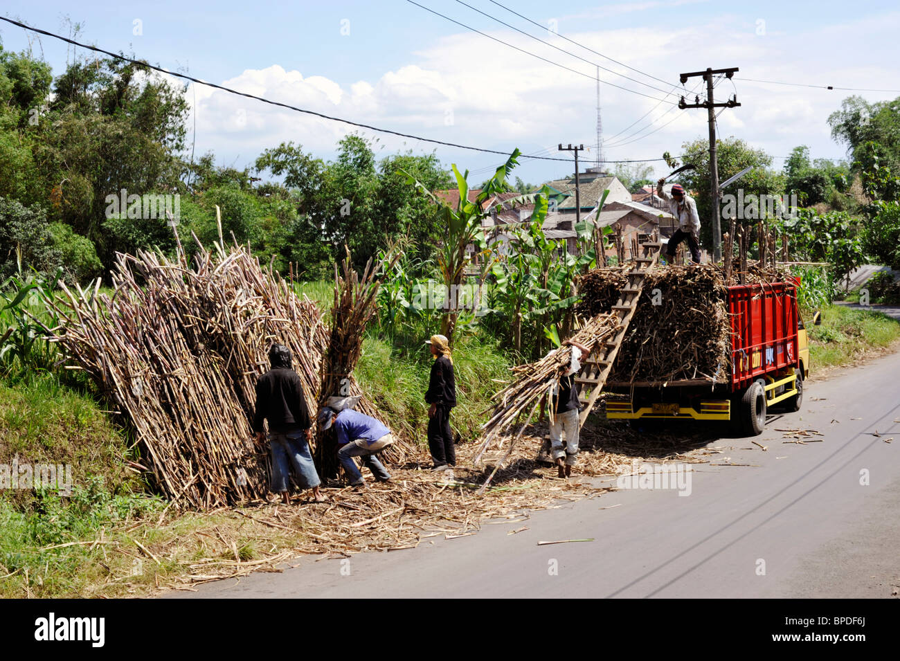 Transporting sugar cane hi-res stock photography and images - Alamy