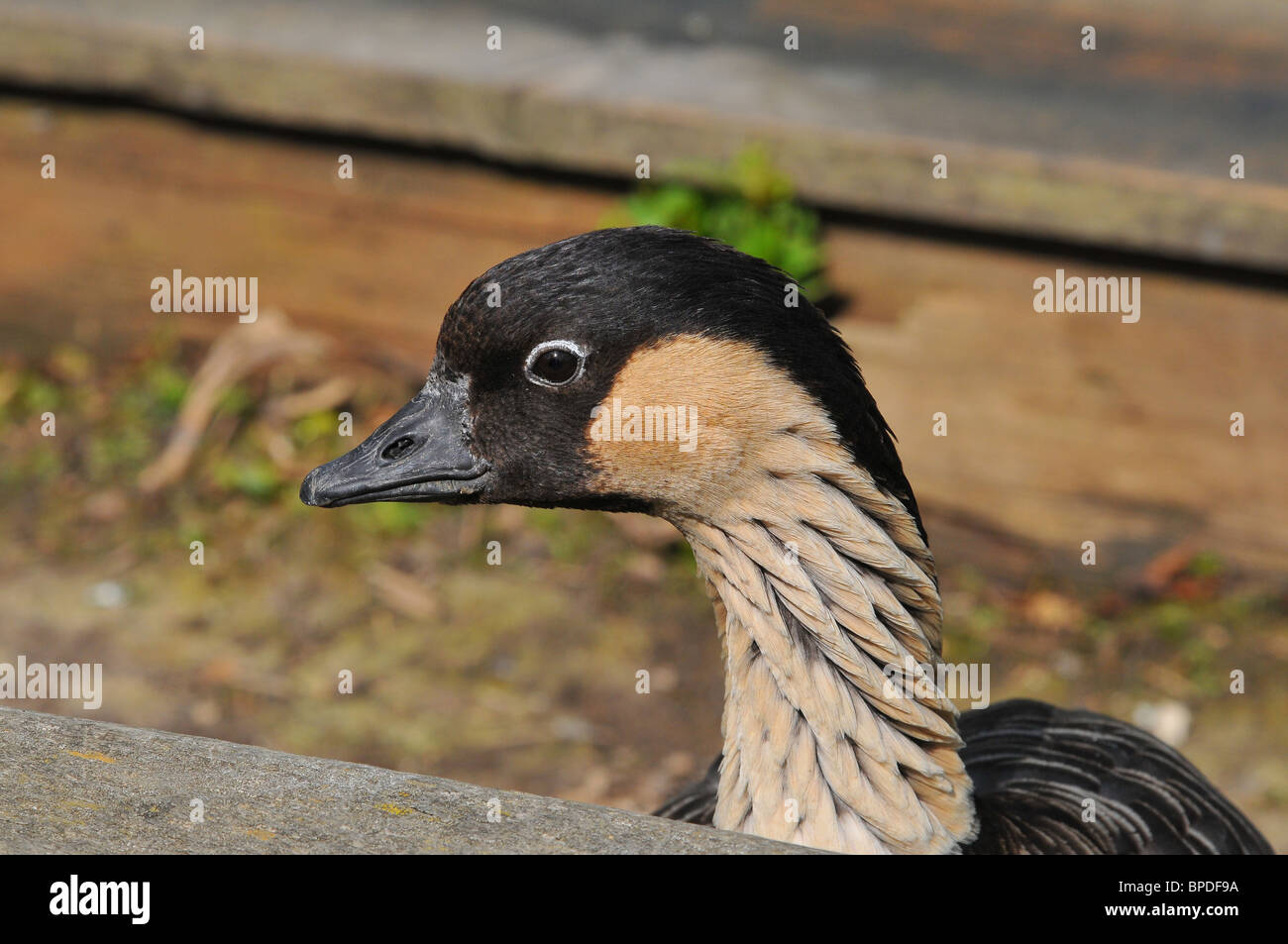 Hawaiian Goose head shot Stock Photo - Alamy