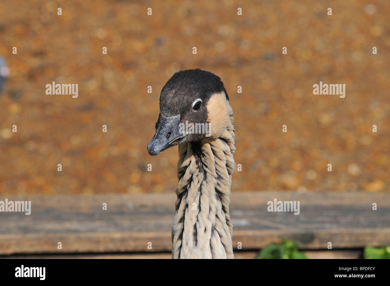 Hawaiian Goose head shot Stock Photo - Alamy